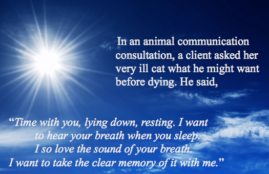 Pet Loss Grief Support & Animal Communication Loving Resources for ...