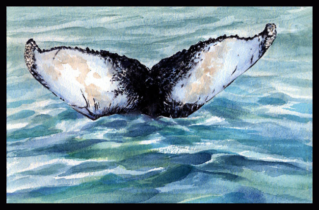Cards and Prints : Humpback Whale Images: Salt, the Grand Dame of North ...